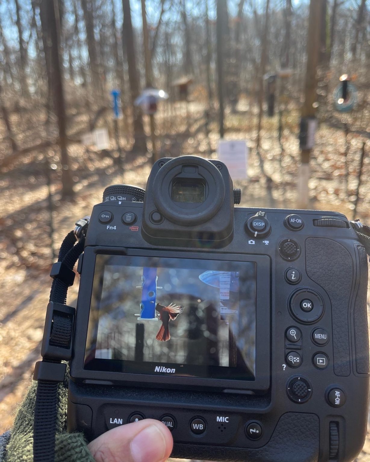 Bird Photography with the Nikon z9 Is Pretty Great