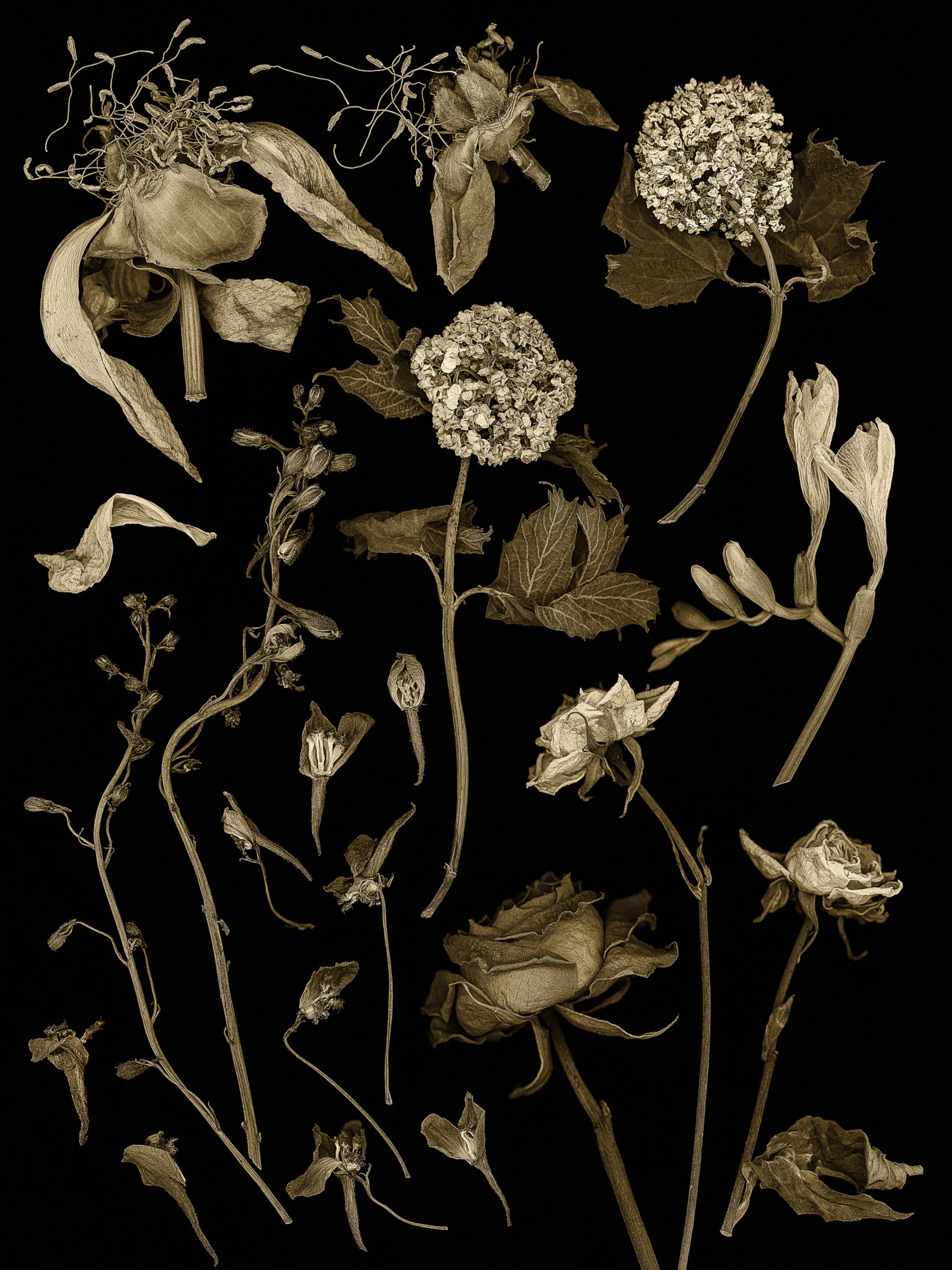 Pat Rose Shot These Elegant Flower Photos in a Fascinating Way