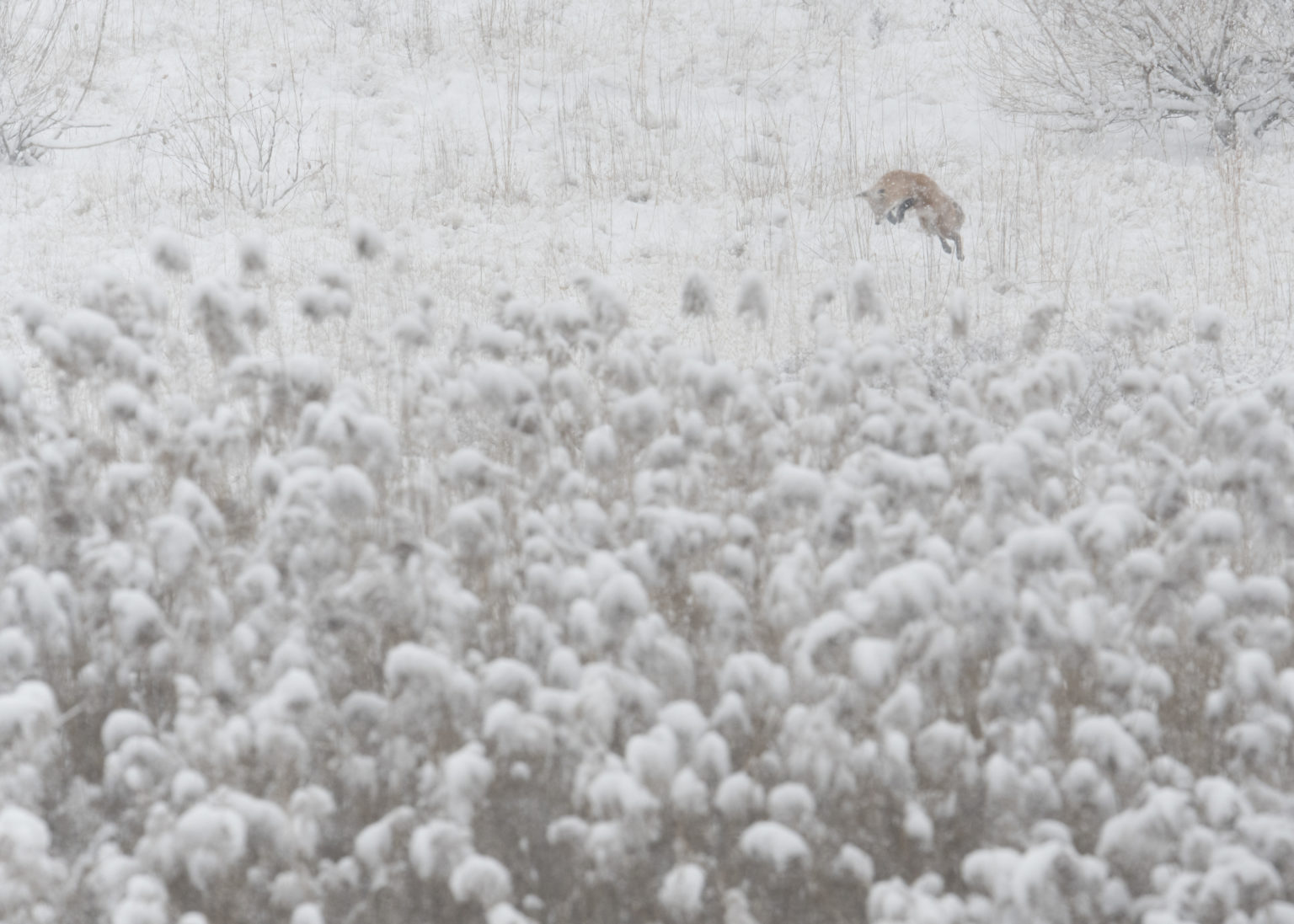 A Decade of Wildlife Photography and the Lessons It Taught Us