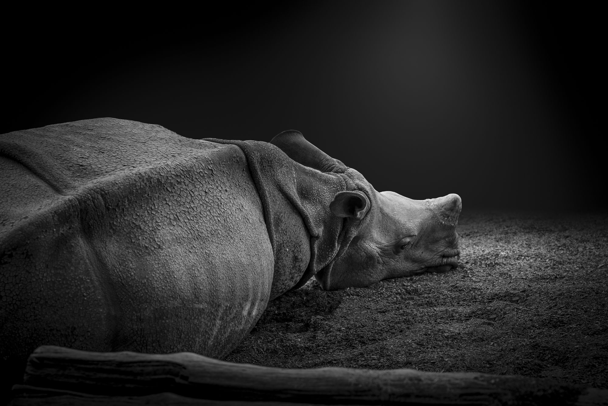 Amir Saidi Photographs Animals with Empathy and Love
