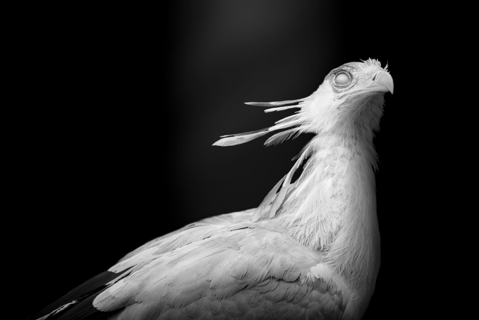 Amir Saidi Photographs Animals with Empathy and Love