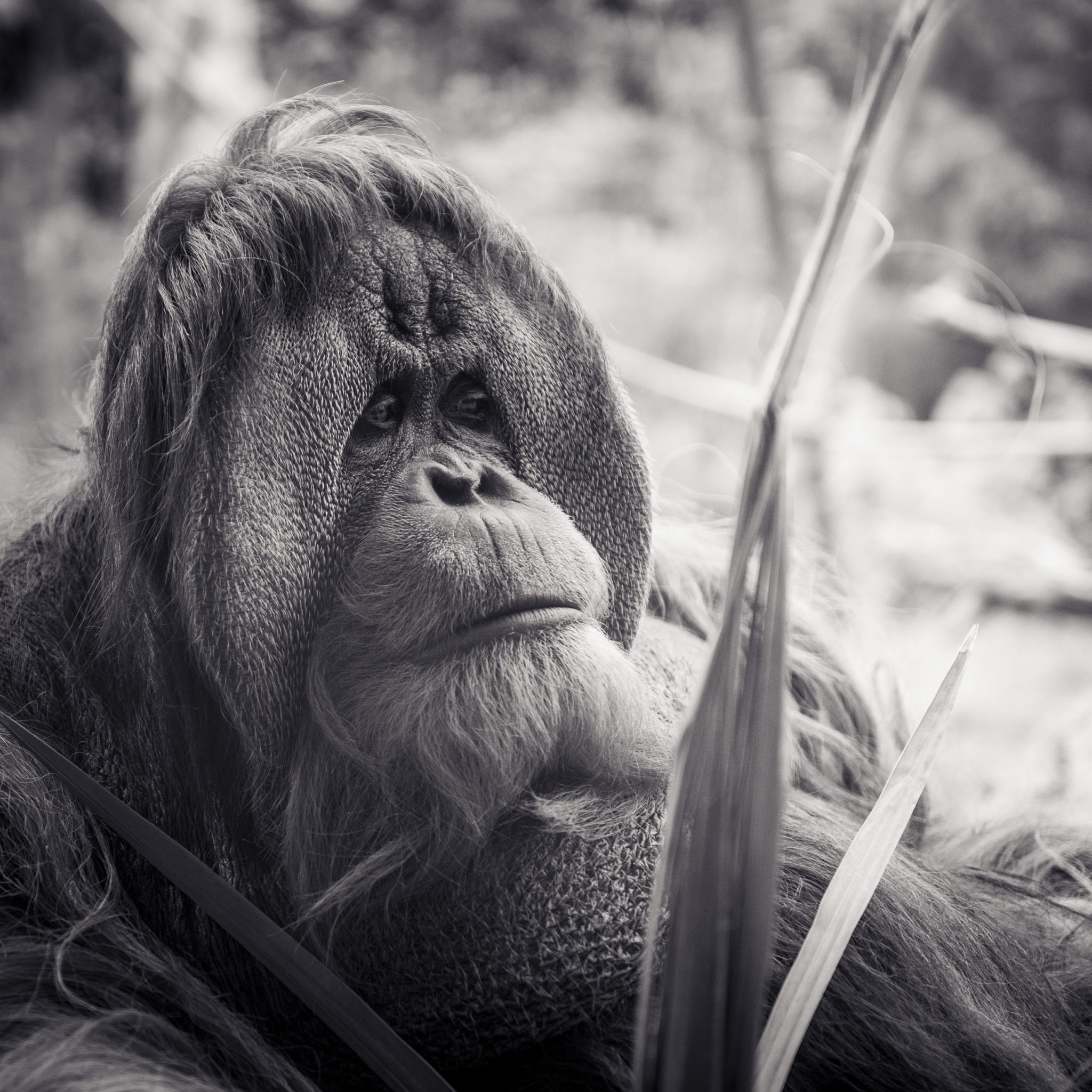 Amir Saidi Photographs Animals with Empathy and Love