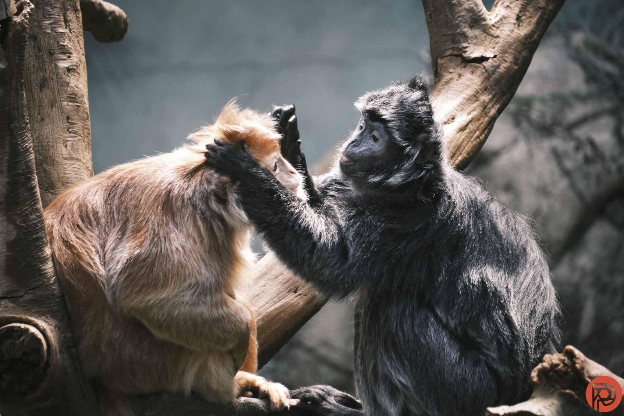 How to Take Photos of Zoo Animals You'll Really Love!