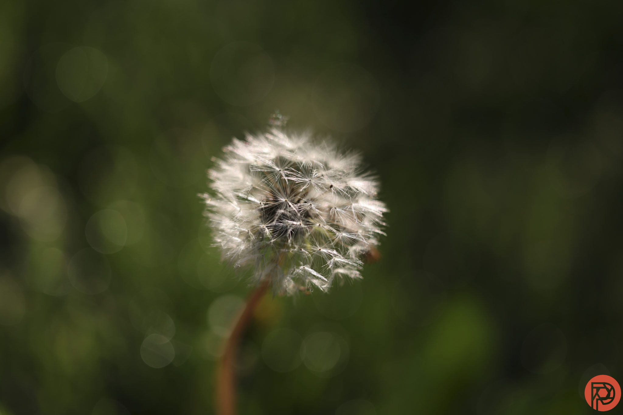 A New Canon Macro Lens Could be a World's First