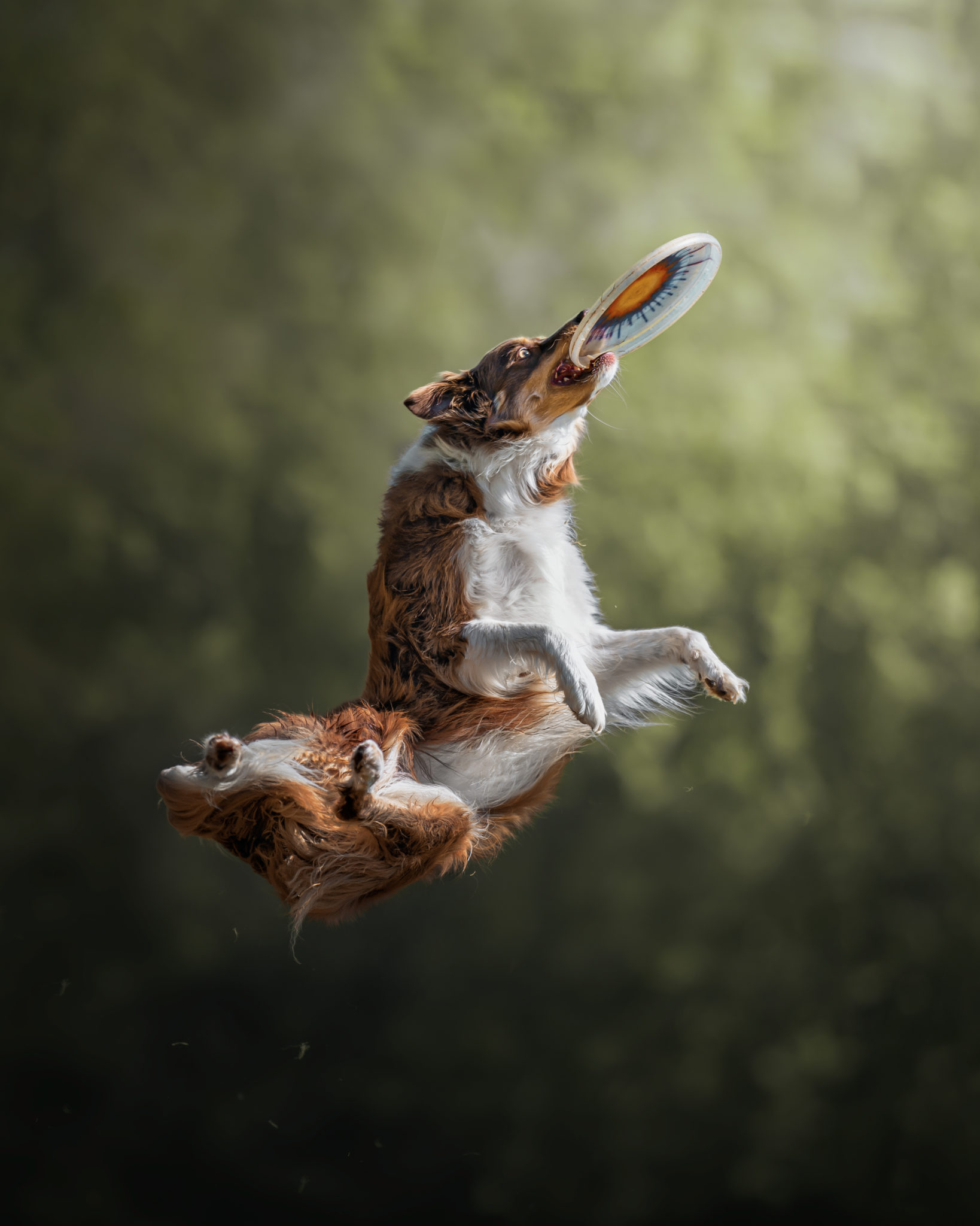 It's All About Flying Dogs in Chris Van Riel's Amazing Action Photos