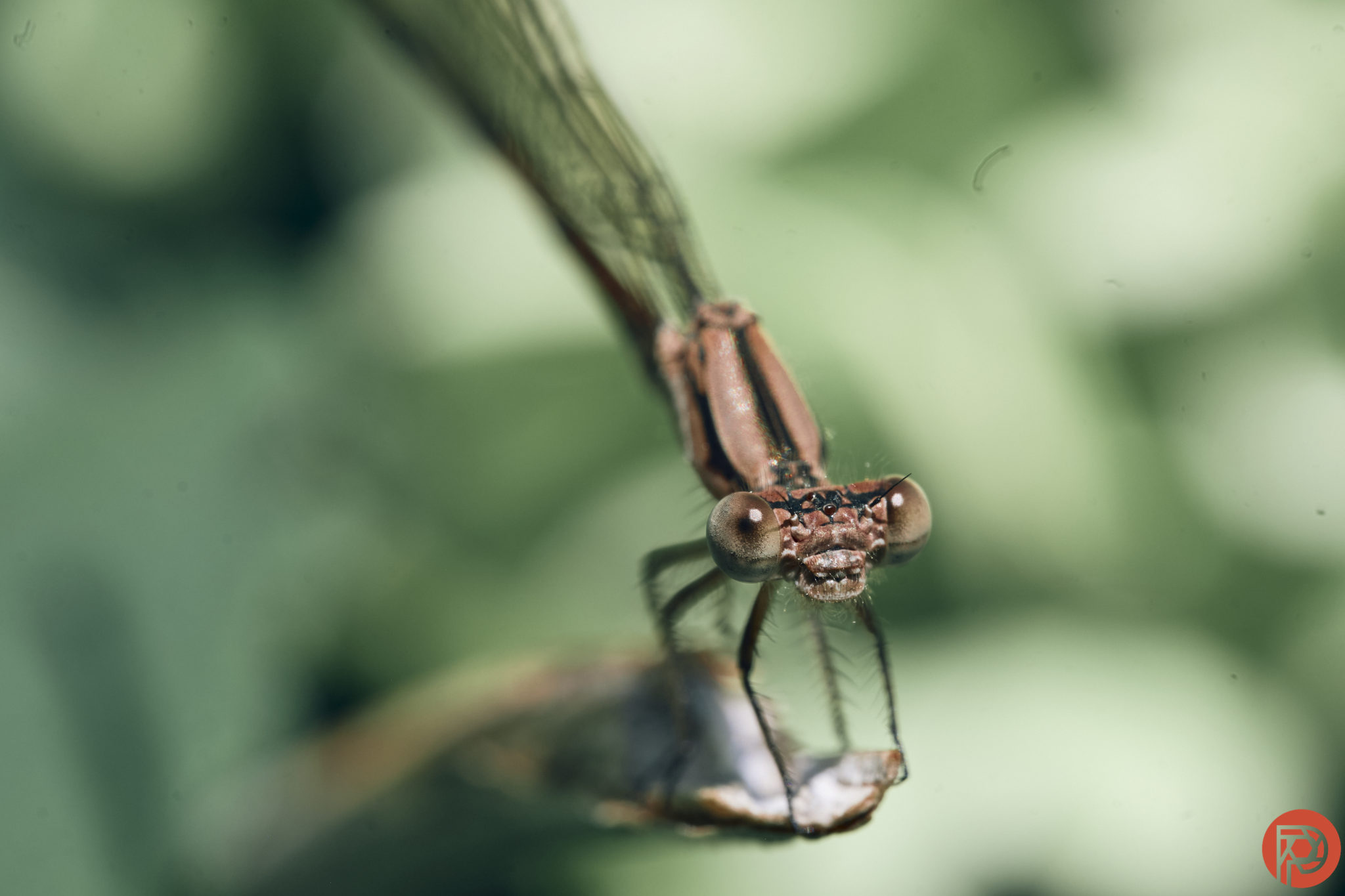 6 Great Budget-Friendly Macro Lenses Under $700