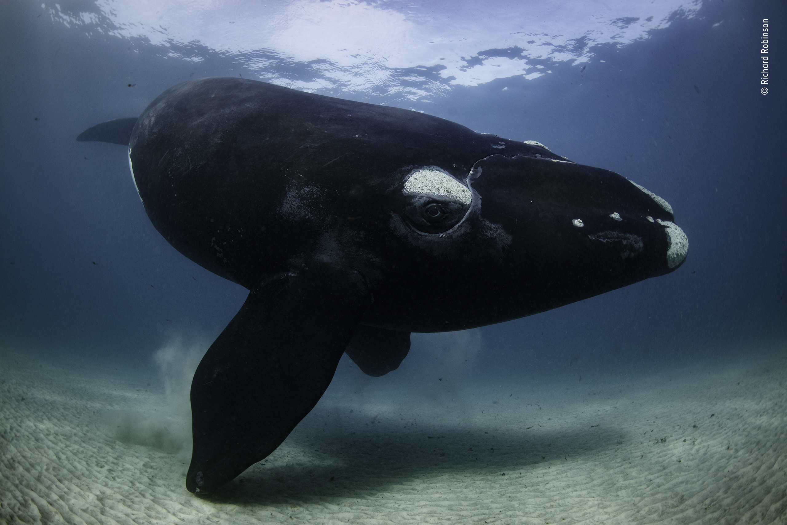 The Gear Used by Wildlife Photographers (Highly Commended)
