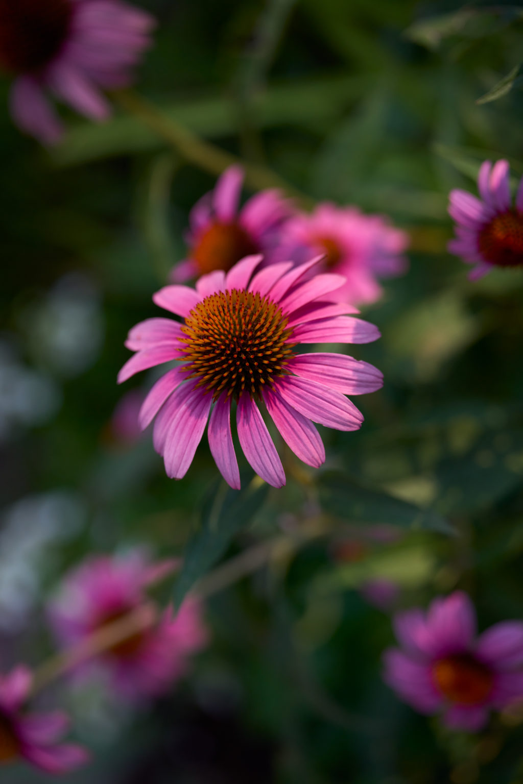 6 Tips to Instantly Elevate Your Flower Photography
