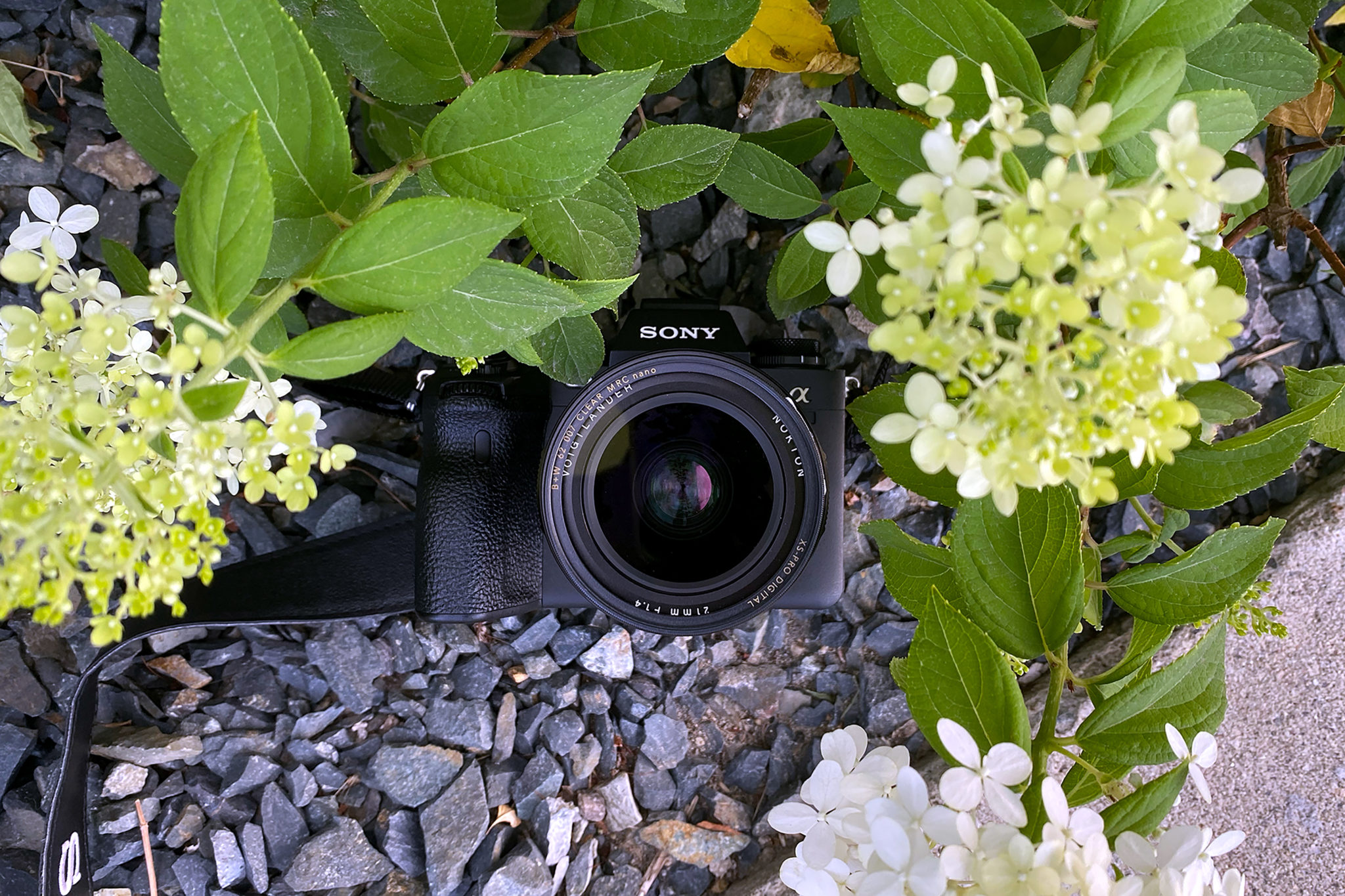 Voigtlander Nokton 21mm F1.4 Lens Review: Such Beautiful Colors!