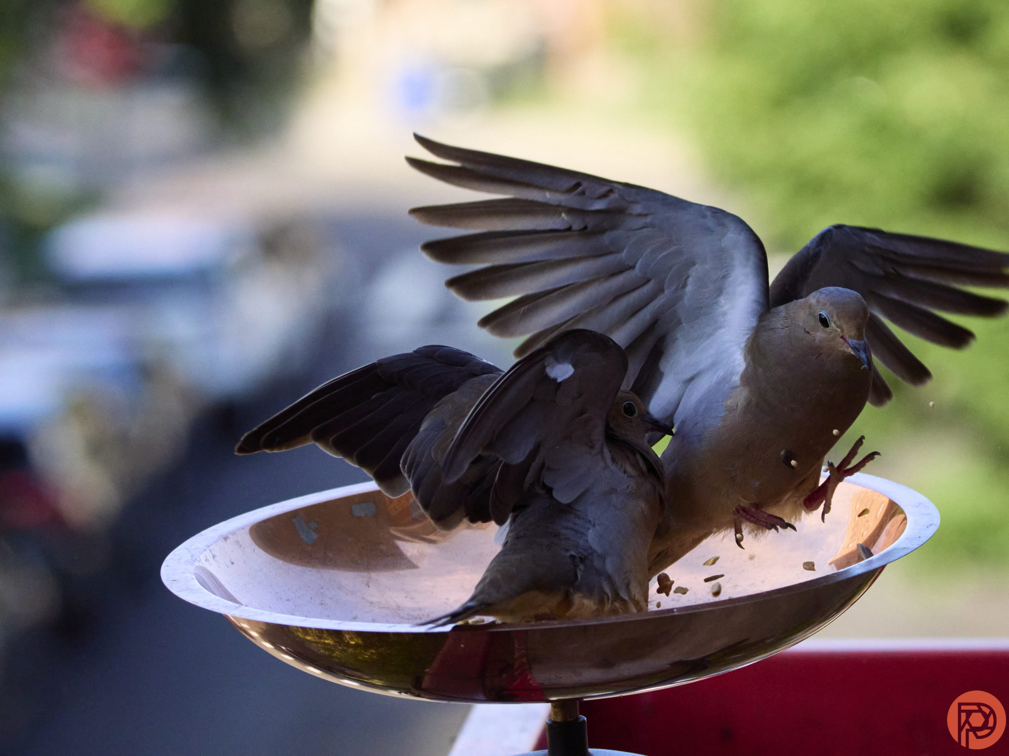 Using The OM System OM1 to Capture Awesome Photos of Birds