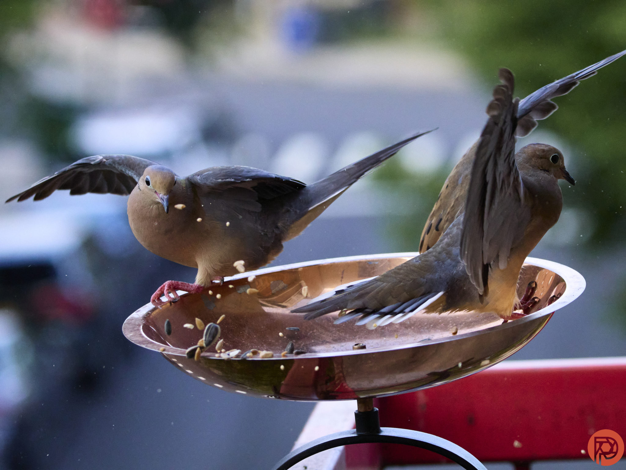 Using The OM System OM1 to Capture Awesome Photos of Birds
