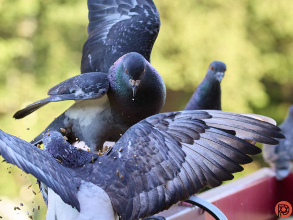Using The OM System OM1 to Capture Awesome Photos of Birds