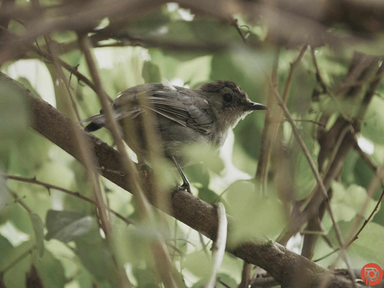 Using Bird Detection to Spot Birds in the Forest