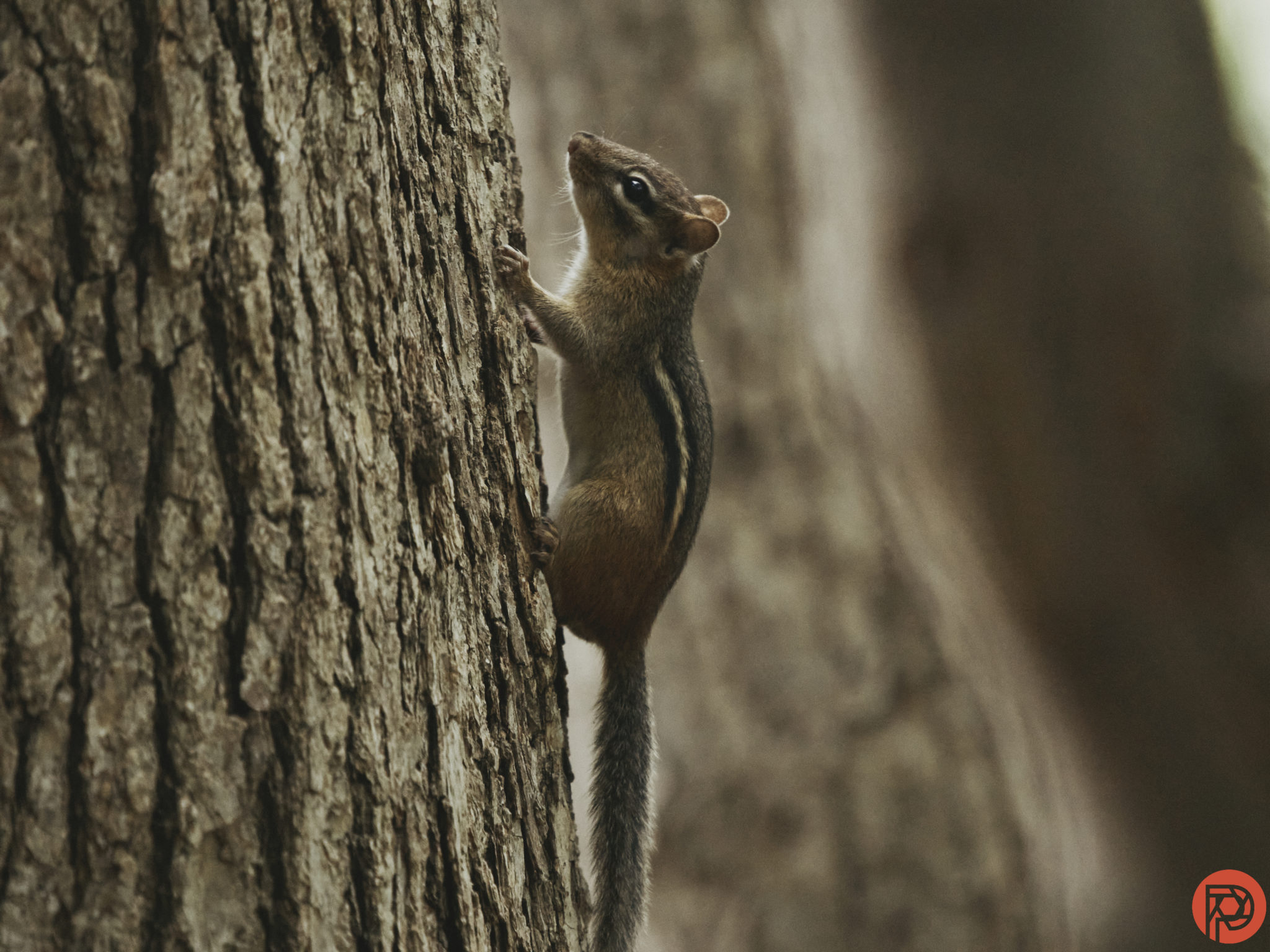 4 Great Lenses for Wildlife Photography in the Forest