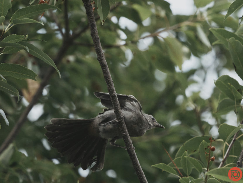 Using Bird Detection to Spot Birds in the Forest