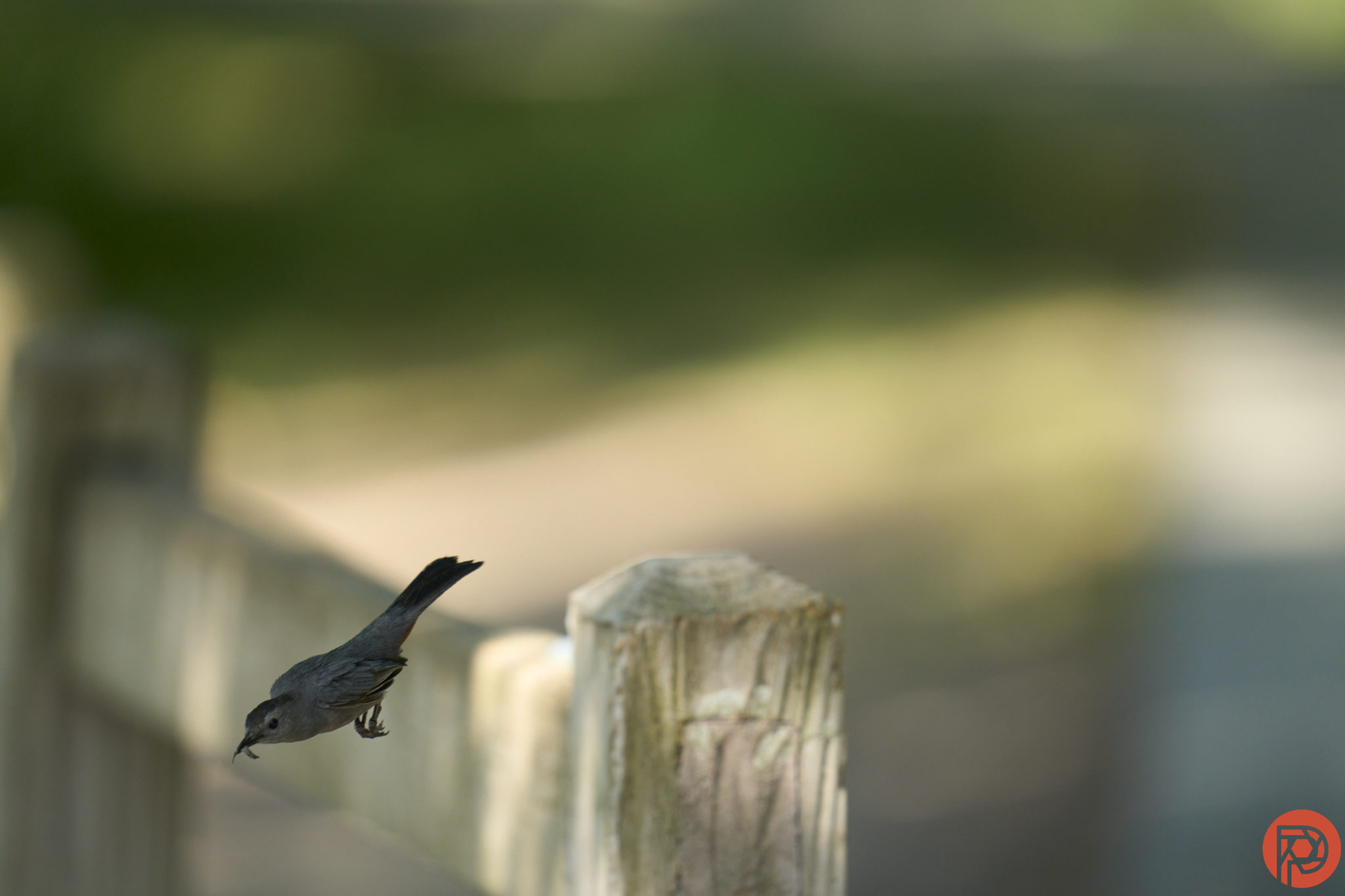 The Best Sony Wildlife Lens - The Phoblographer