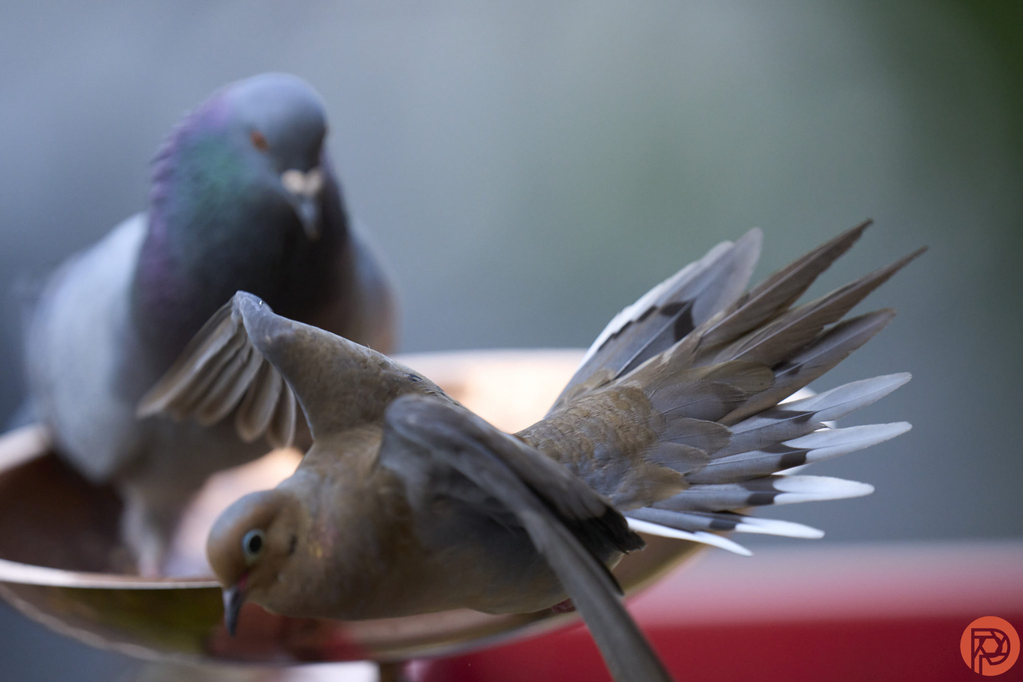 The Best Sony Wildlife Lens - The Phoblographer