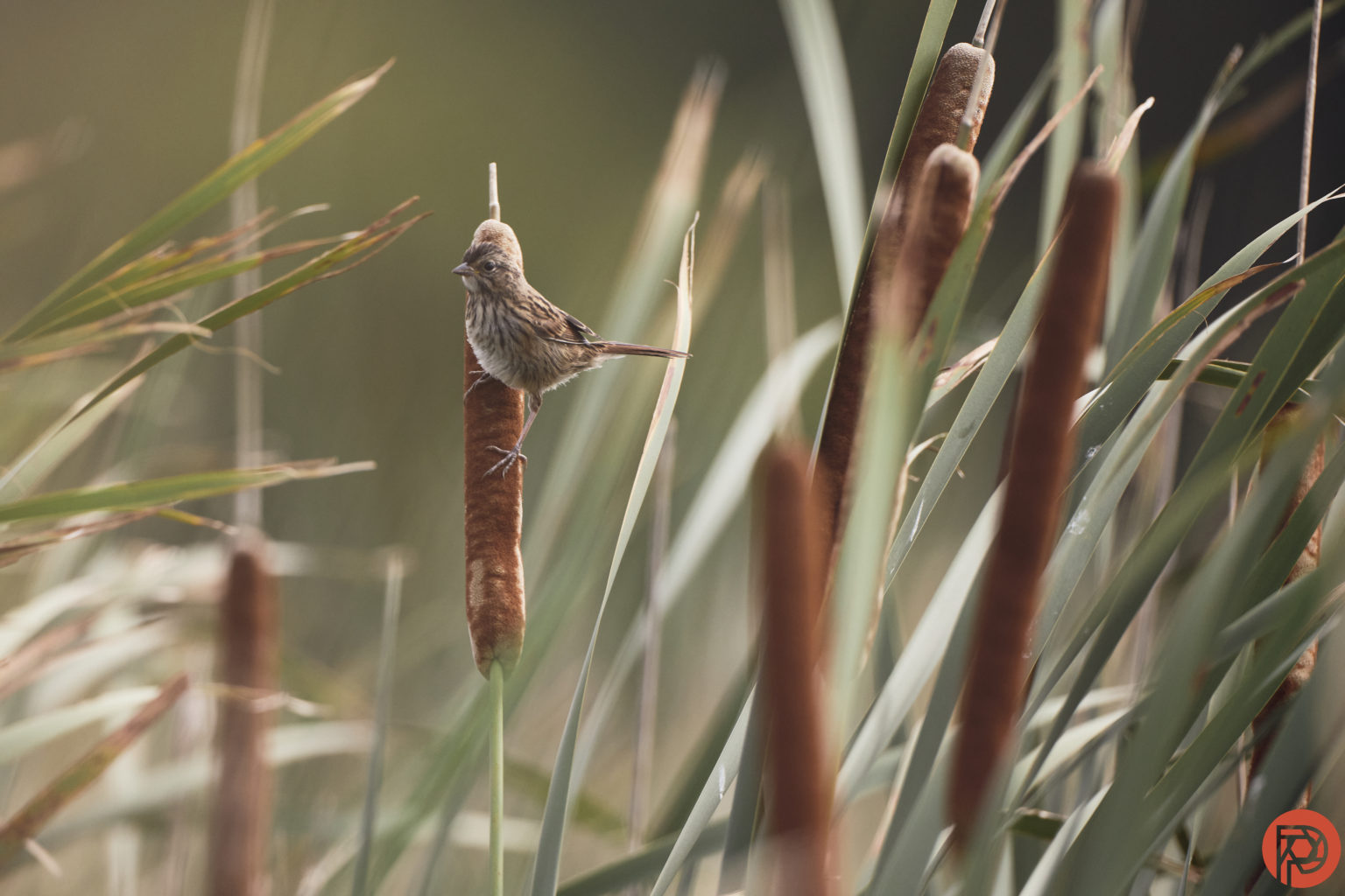 Wildlife Photographers, This BBC Earth Series is Perfect For You
