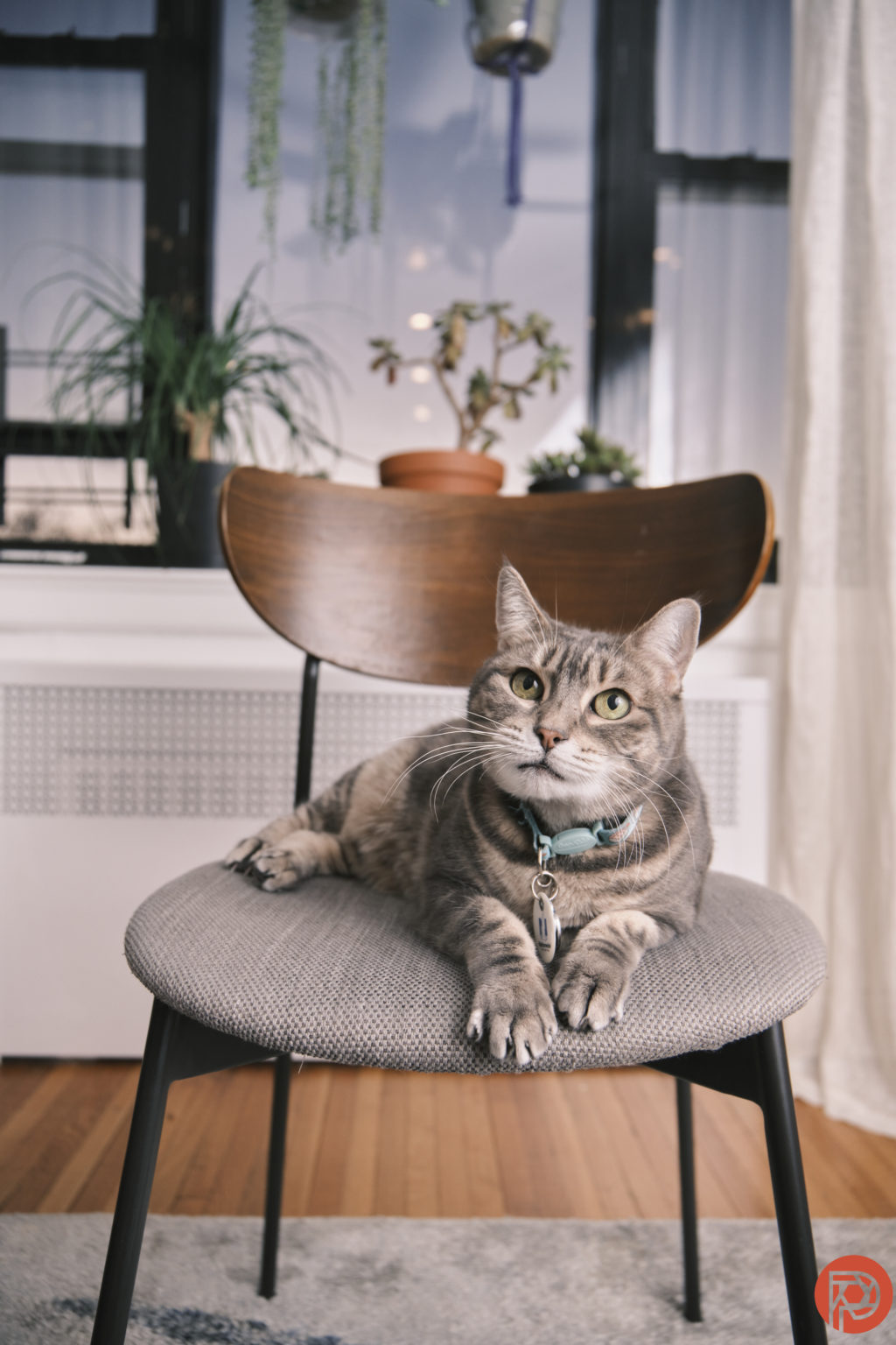 A Very Important Tip About Photographing Pets