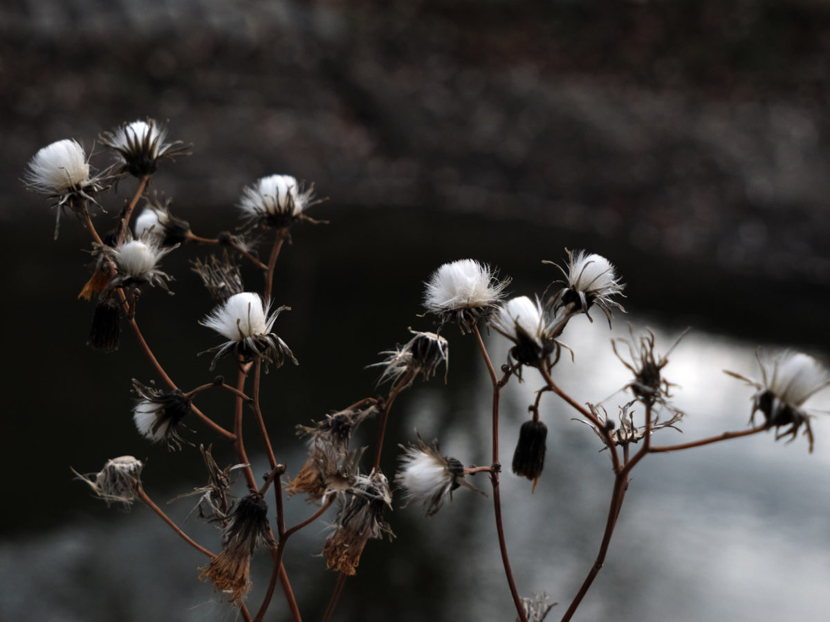 Fujifilm GF 20-35mm F4 Lens Review