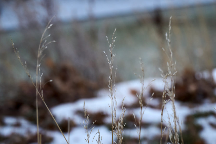 Sony FE 20-70mm F4 G Review