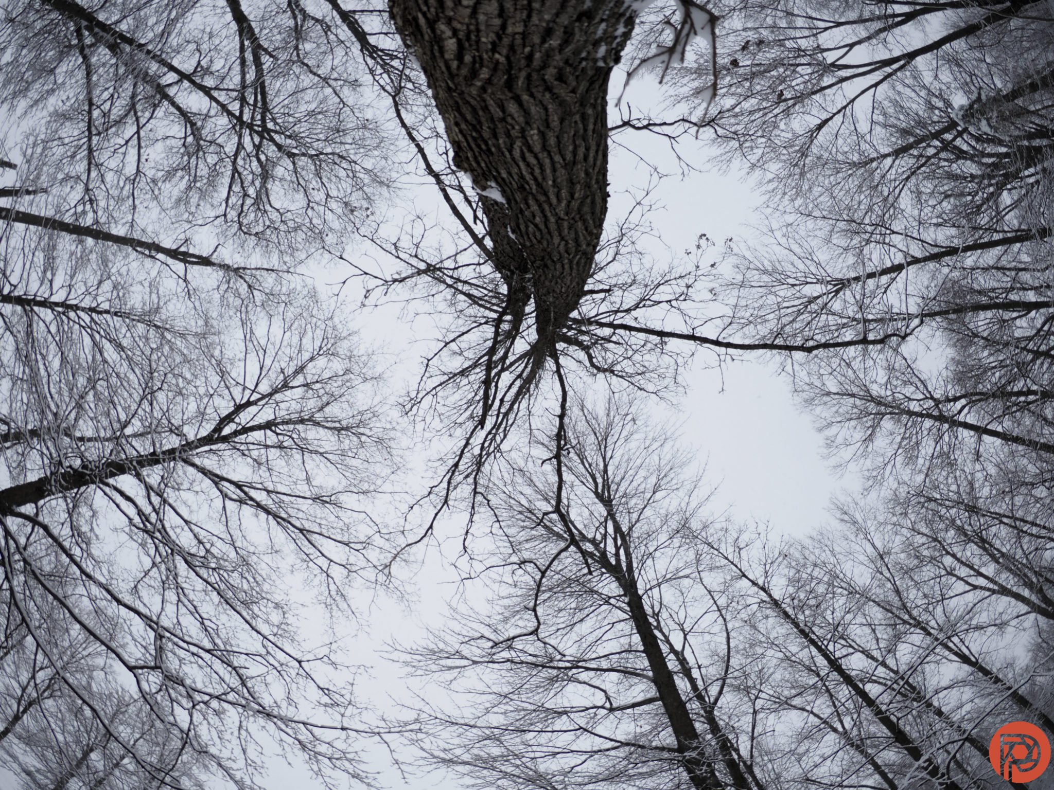 Panasonic 8mm F3.5 Fisheye Review