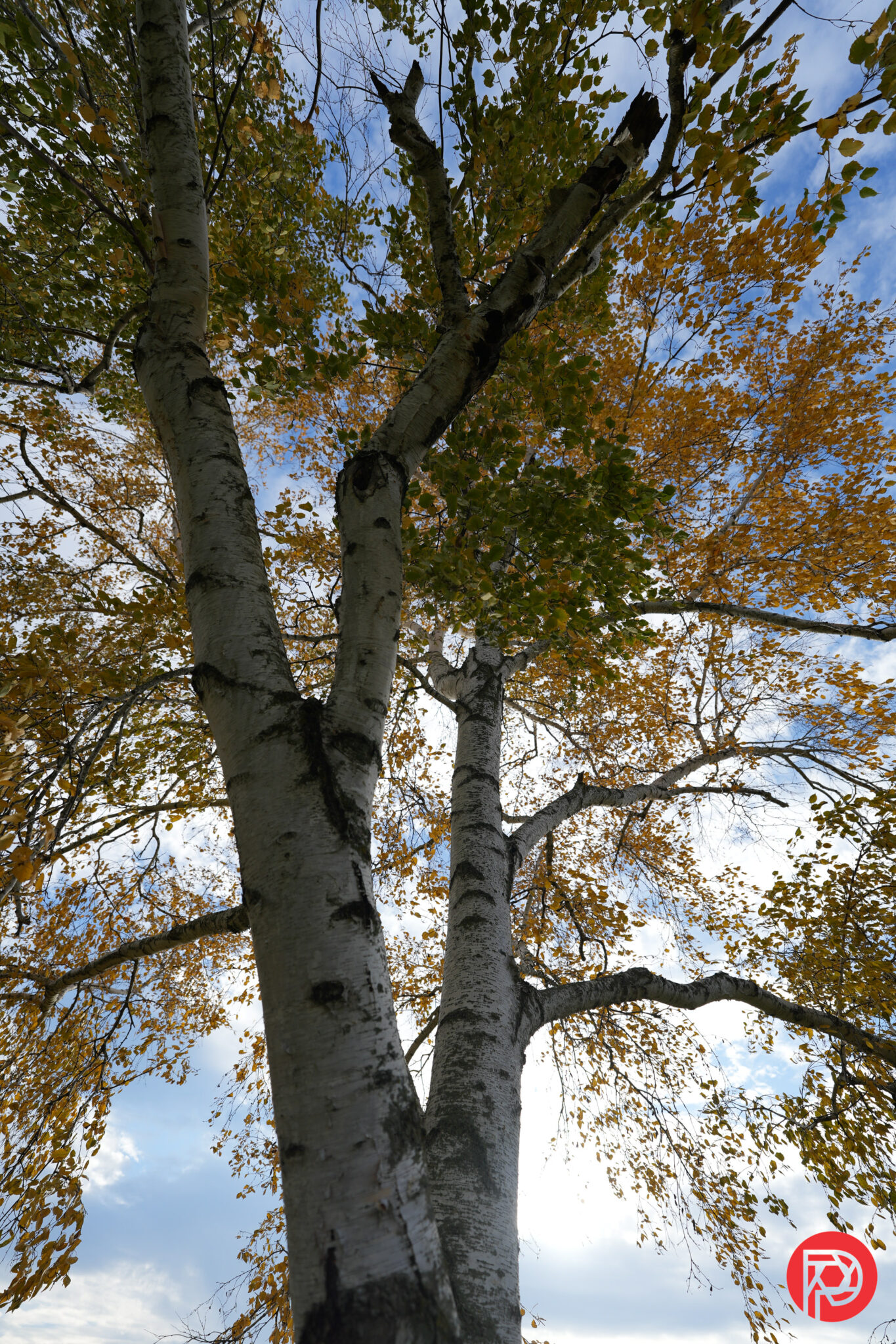 Sony 16-35mm f2.8 GM II Review: Big Sharpness, Low Distortion