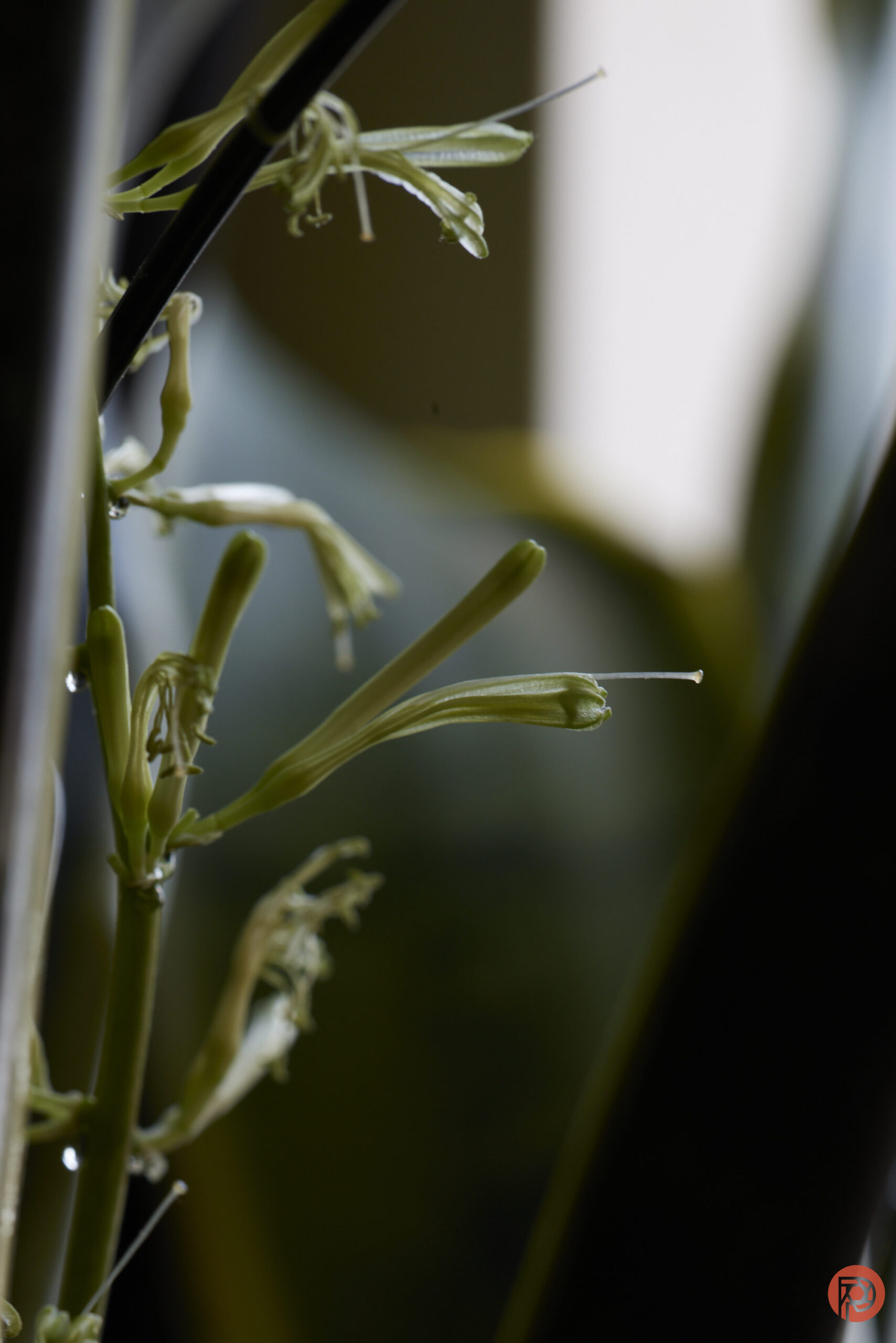 Why You Need a Tilt Shift Lens in Your Life