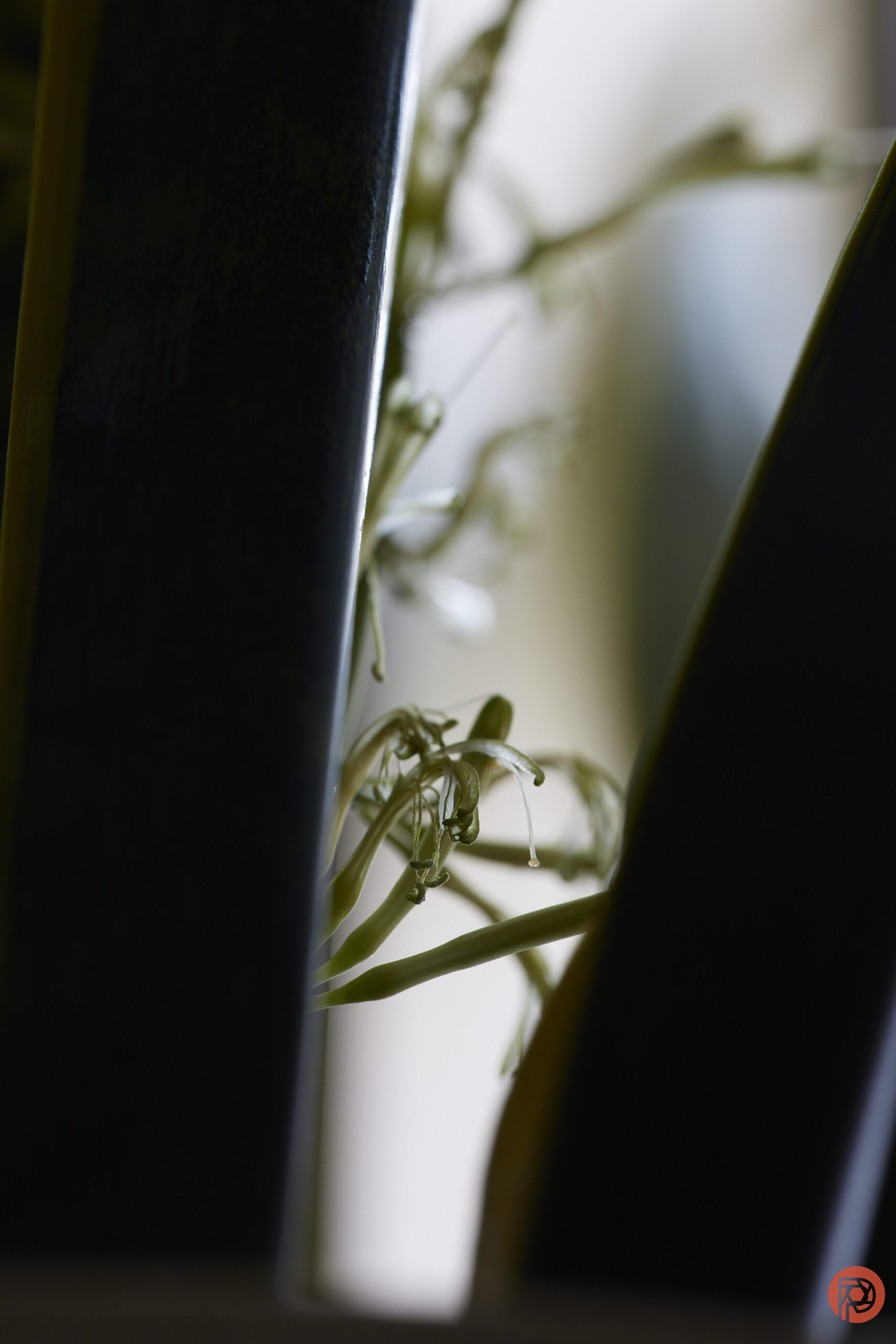 Why You Need a Tilt Shift Lens in Your Life
