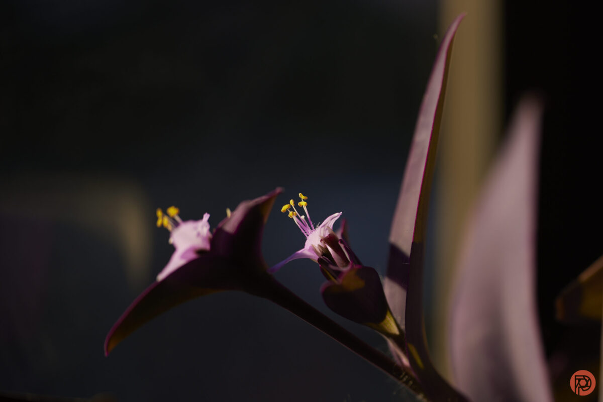 Why You Need a Tilt Shift Lens in Your Life