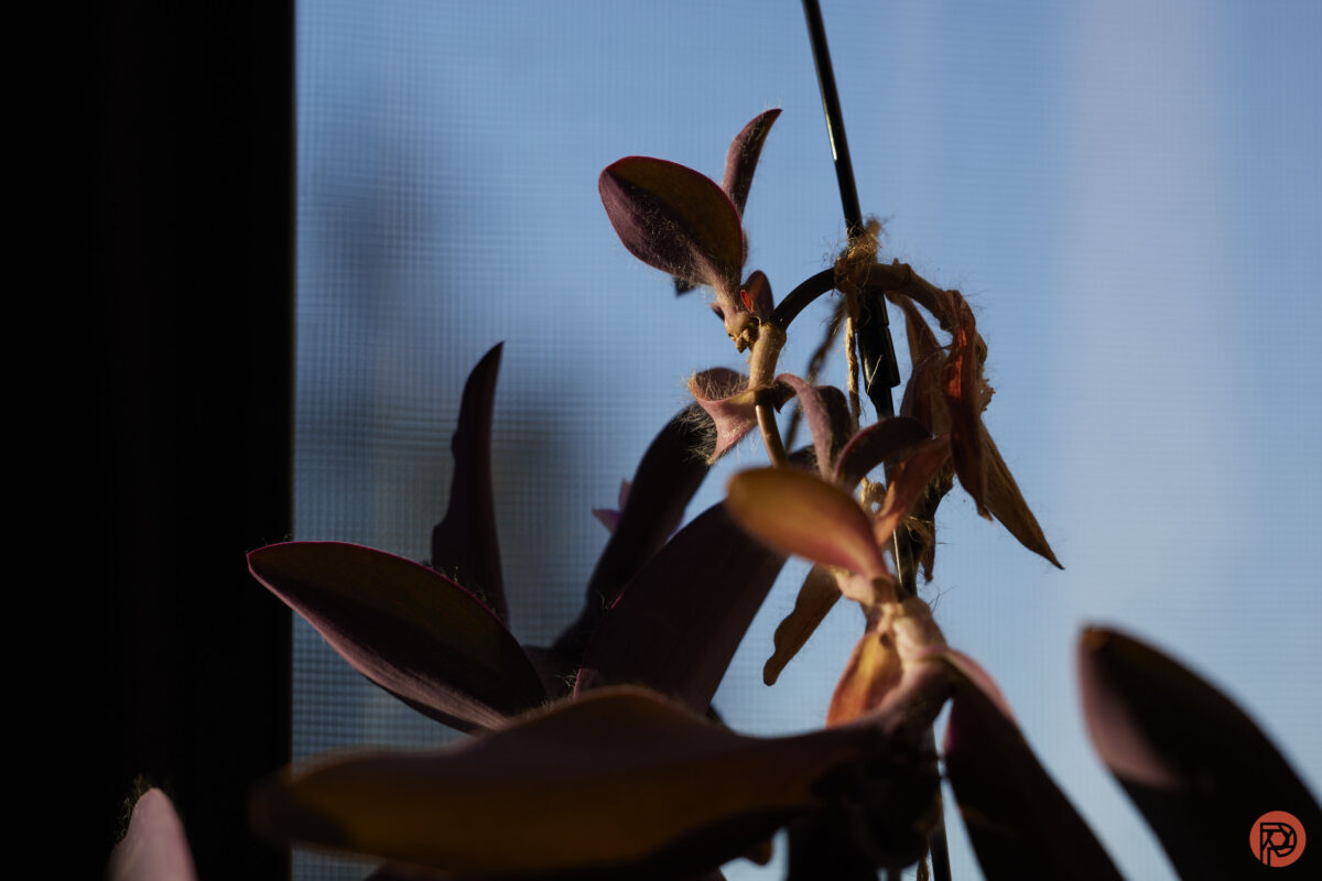 Why You Need a Tilt Shift Lens in Your Life