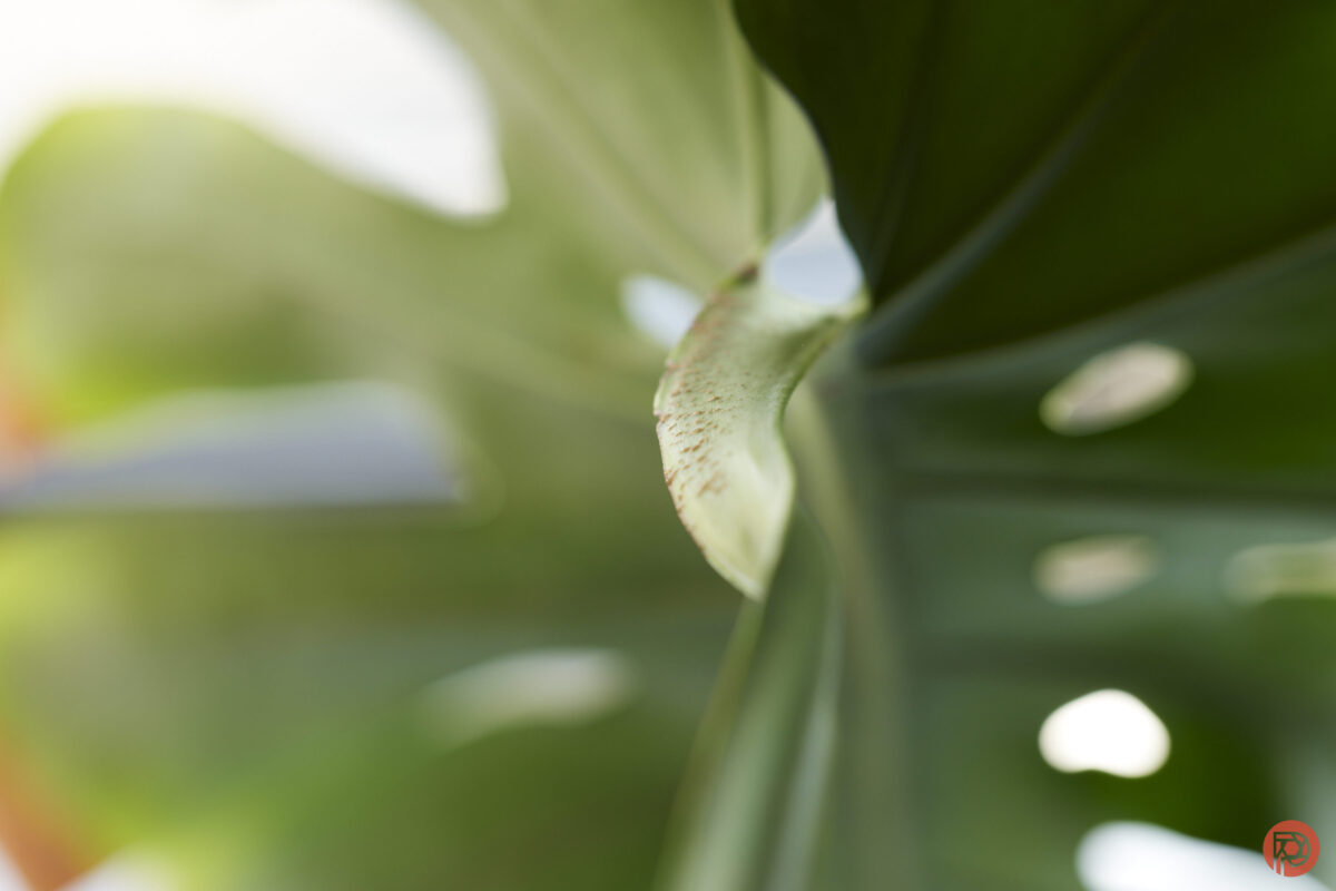 Why You Need a Tilt Shift Lens in Your Life