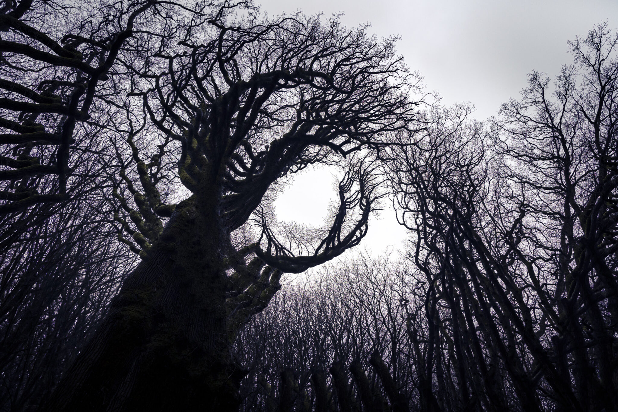 Esther van Overbeek Makes Photographs a Sony Camera Can't Do