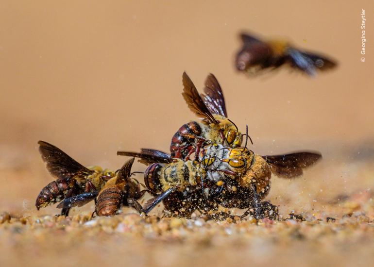 The Wildlife Photographer of the Year Unveils Its Stunning Shortlist