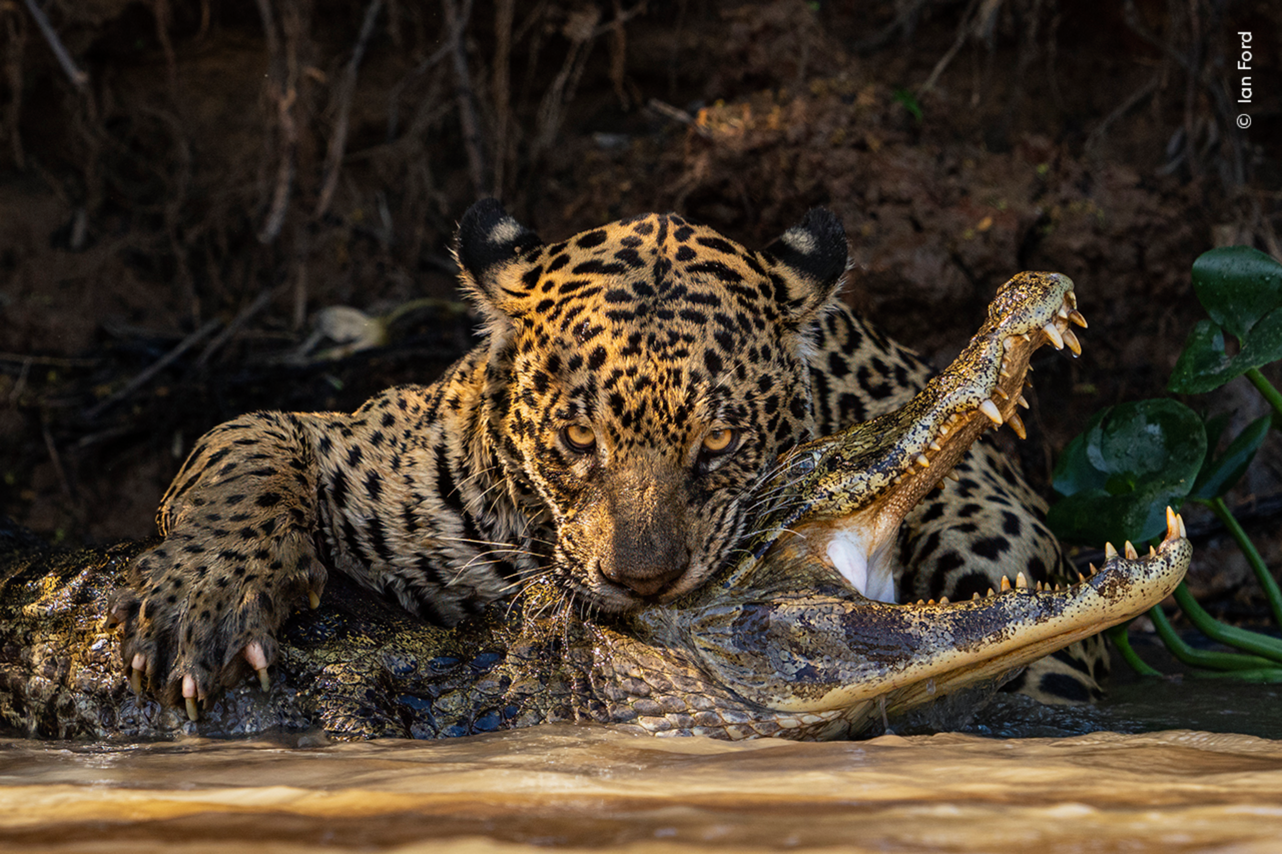 The Wildlife Photographer of the Year Unveils Its Stunning Shortlist