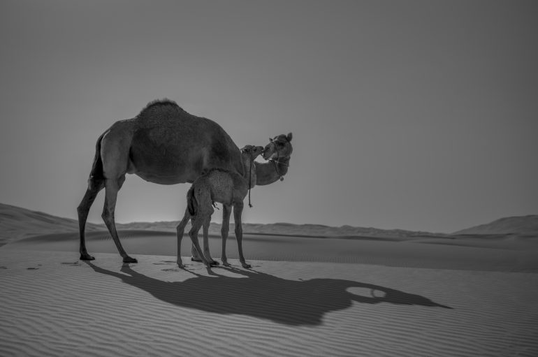 Fatma Almosa and the Black and White Dream