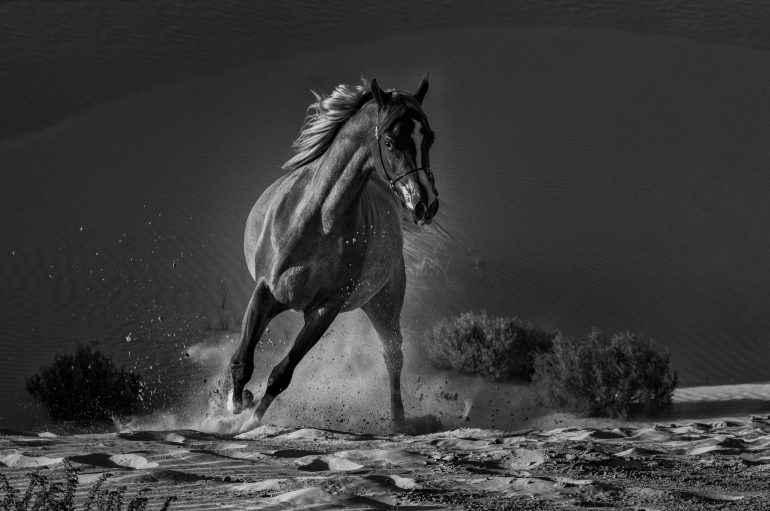 Fatma Almosa and the Black and White Dream
