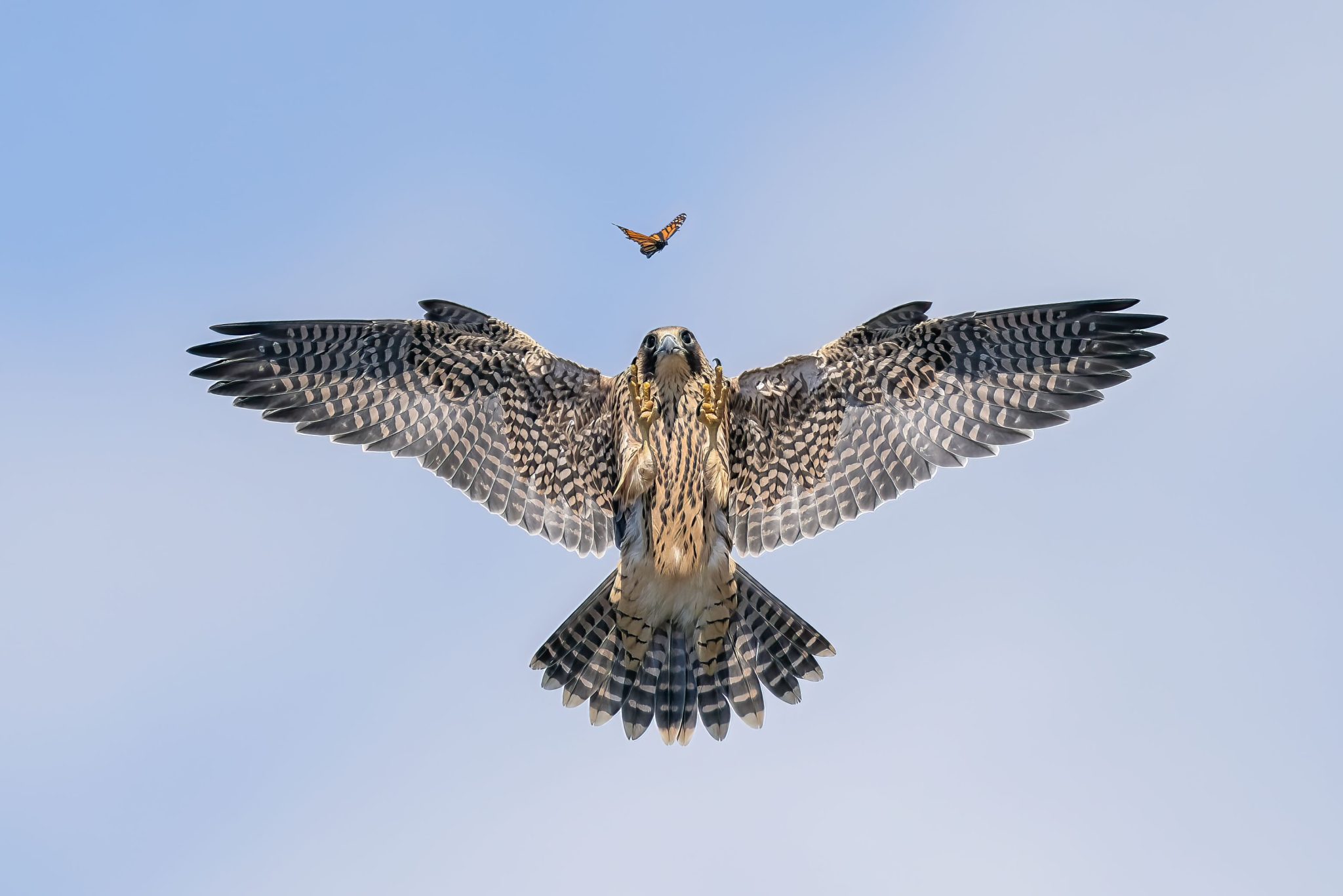 The Breathtaking Winners of Wildlife Photographer of the Year