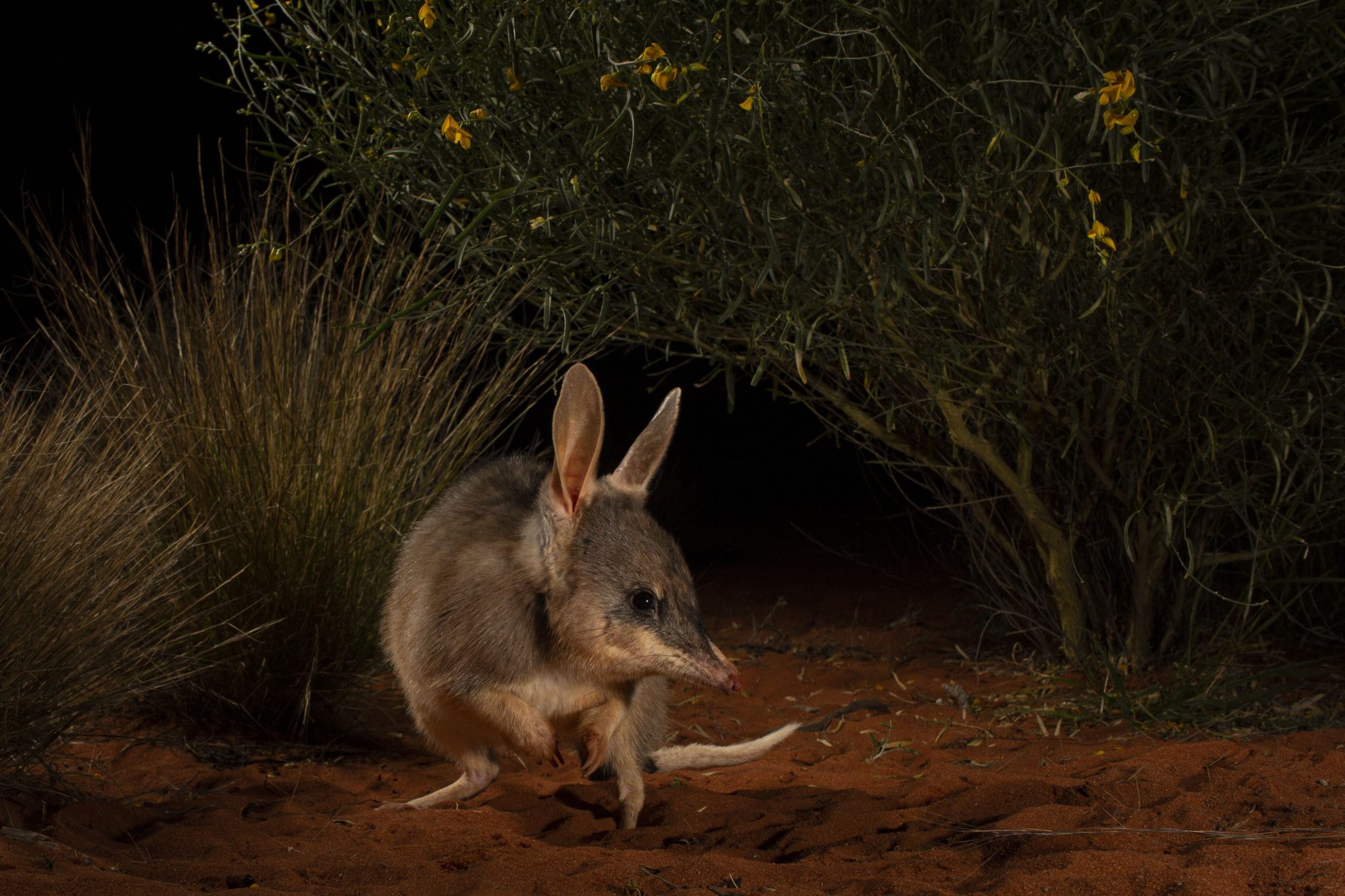 The Breathtaking Winners of Wildlife Photographer of the Year