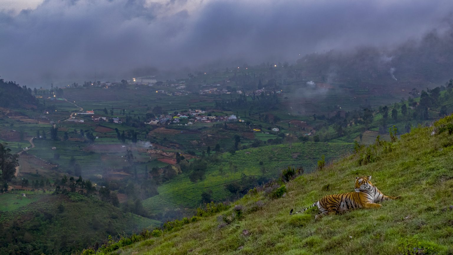 The Breathtaking Winners of Wildlife Photographer of the Year