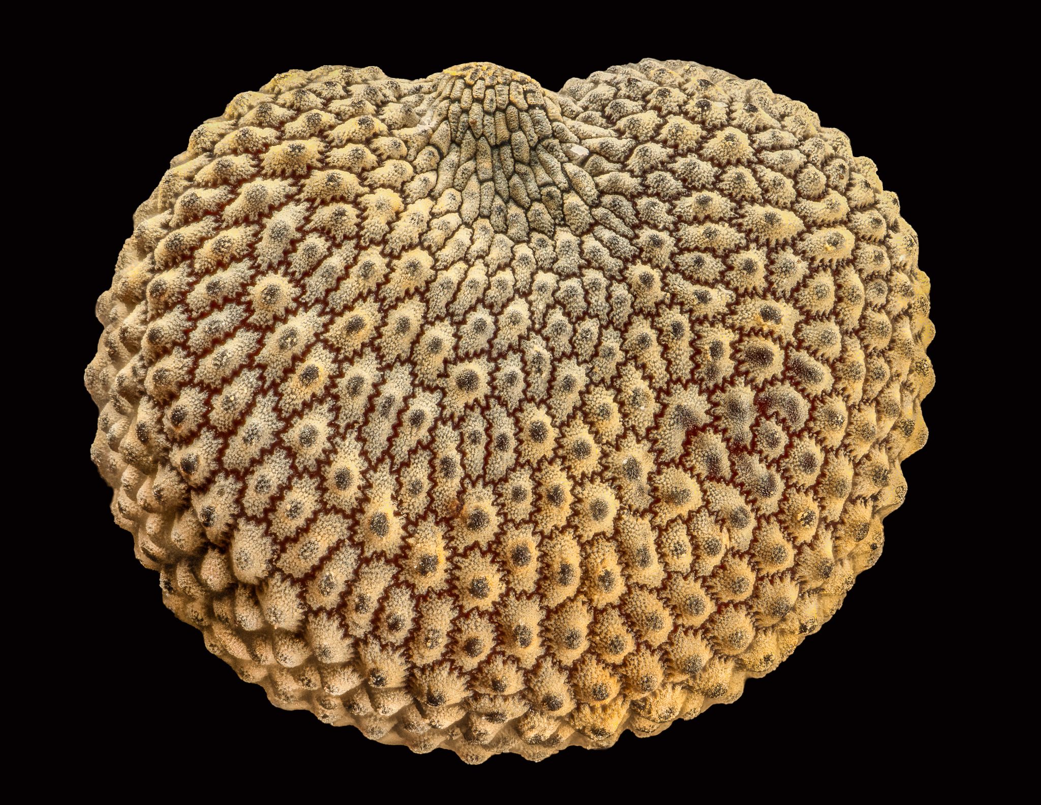 The Nikon Small World Winners Highlight a New Era of Discovery