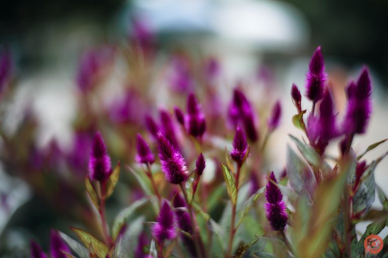 Artra Lab 50mm f1.2 Review: Fall in Love with Nikon All Over Again