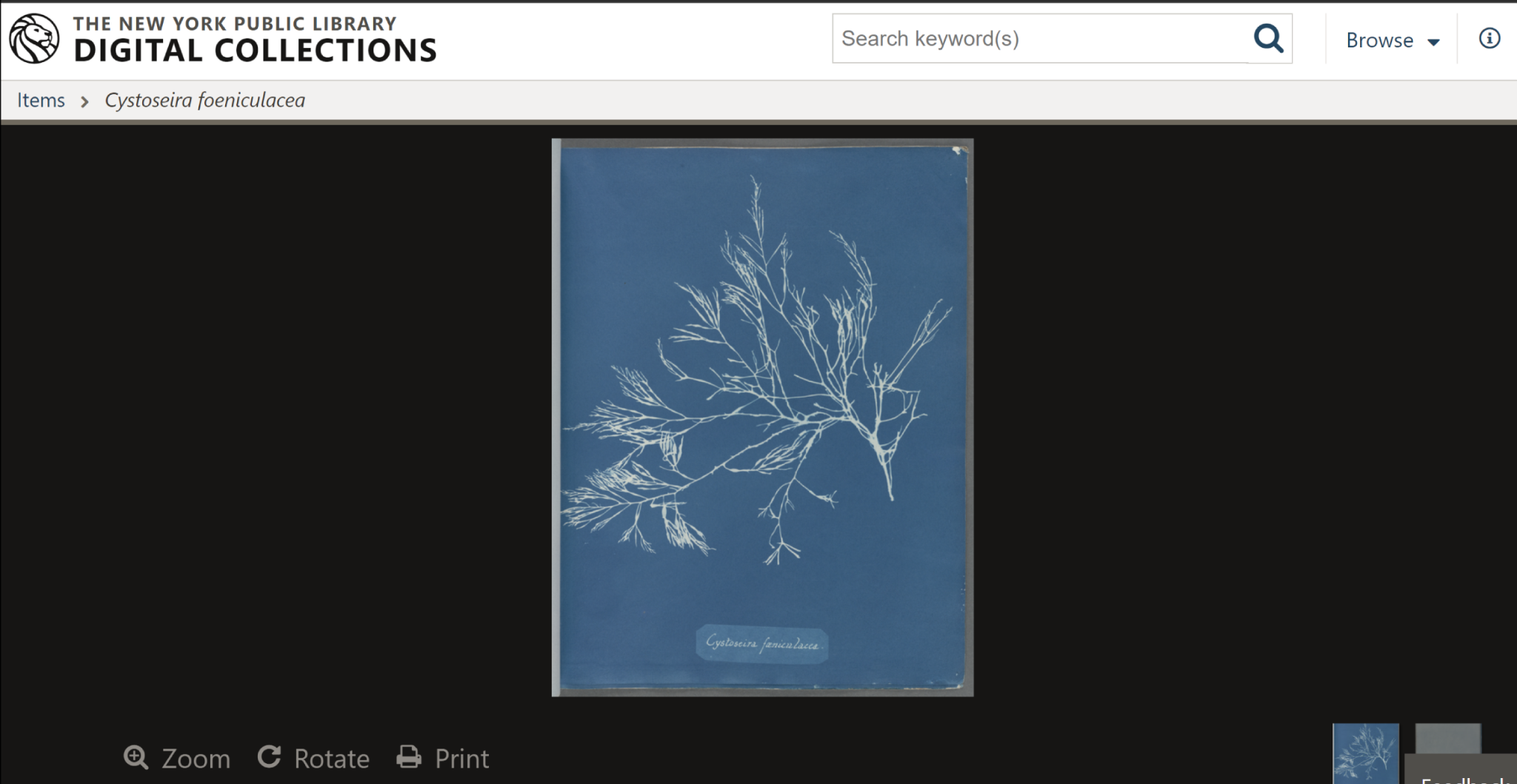 Anna Atkins: The Pioneer Who Created World's First Photobook