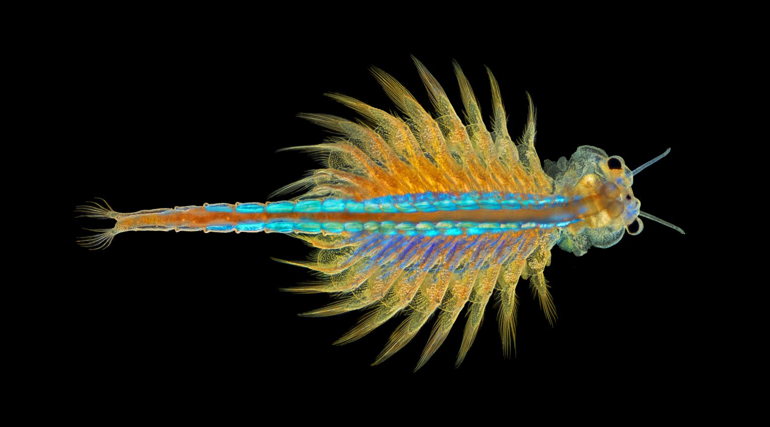 The Nikon Small World Winners Highlight a New Era of Discovery