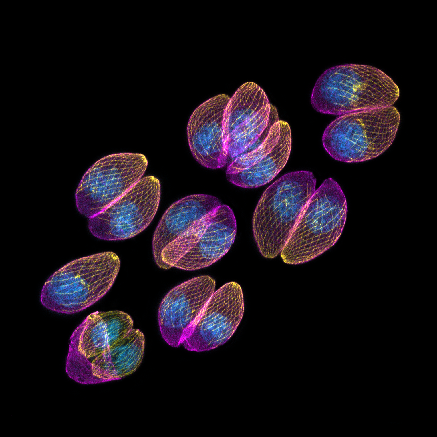 The Nikon Small World Winners Highlight a New Era of Discovery