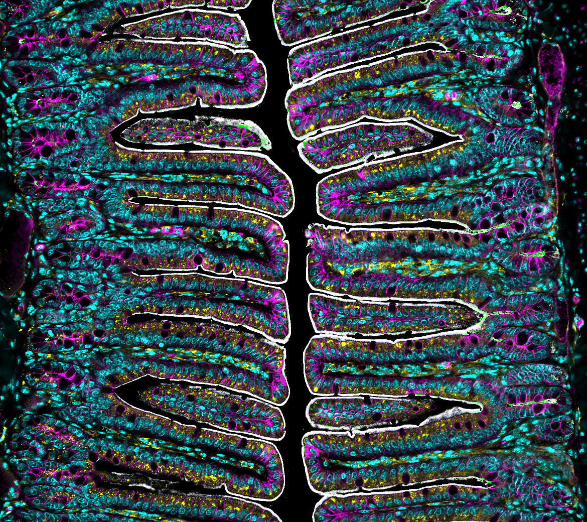 The Nikon Small World Winners Highlight a New Era of Discovery