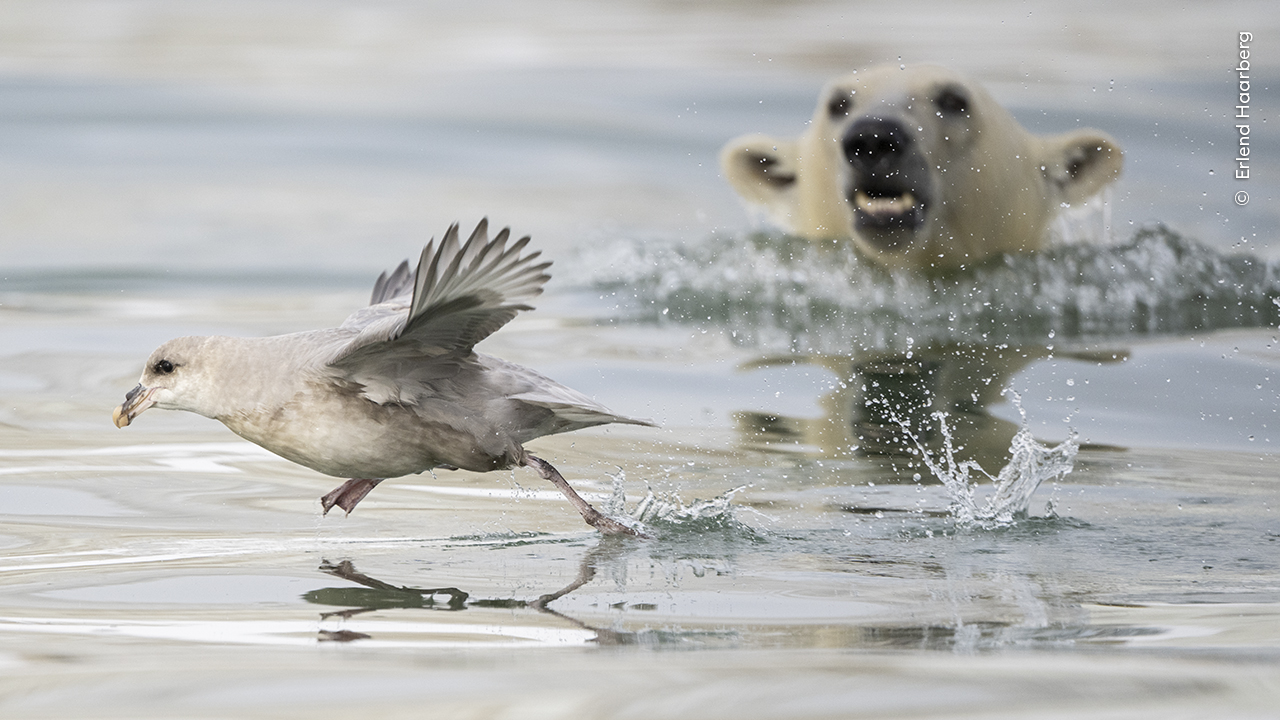 Wildlife Photographer of the Year People’s Choice Award Inspires Us
