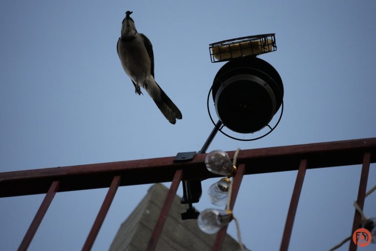 The Only Sony Camera Kit That Bird Photographers Need