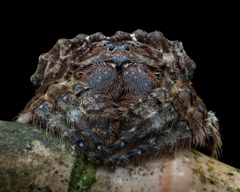 Close-up Photographer of the Year Crowns its Magical Winners