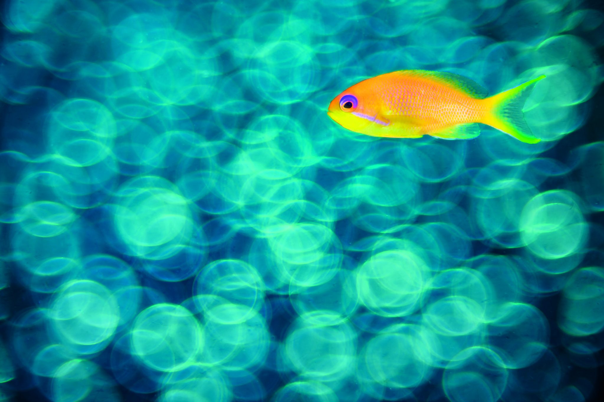 Using Vintage Lenses for Underwater Photography